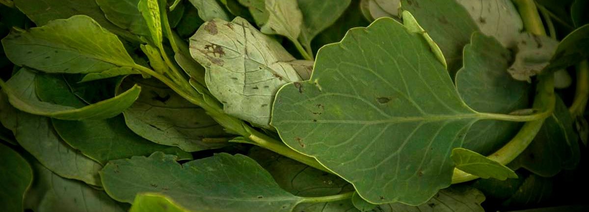 Crece producción del pápaloquelite, el mejor amigo del taco - TierraFértil®