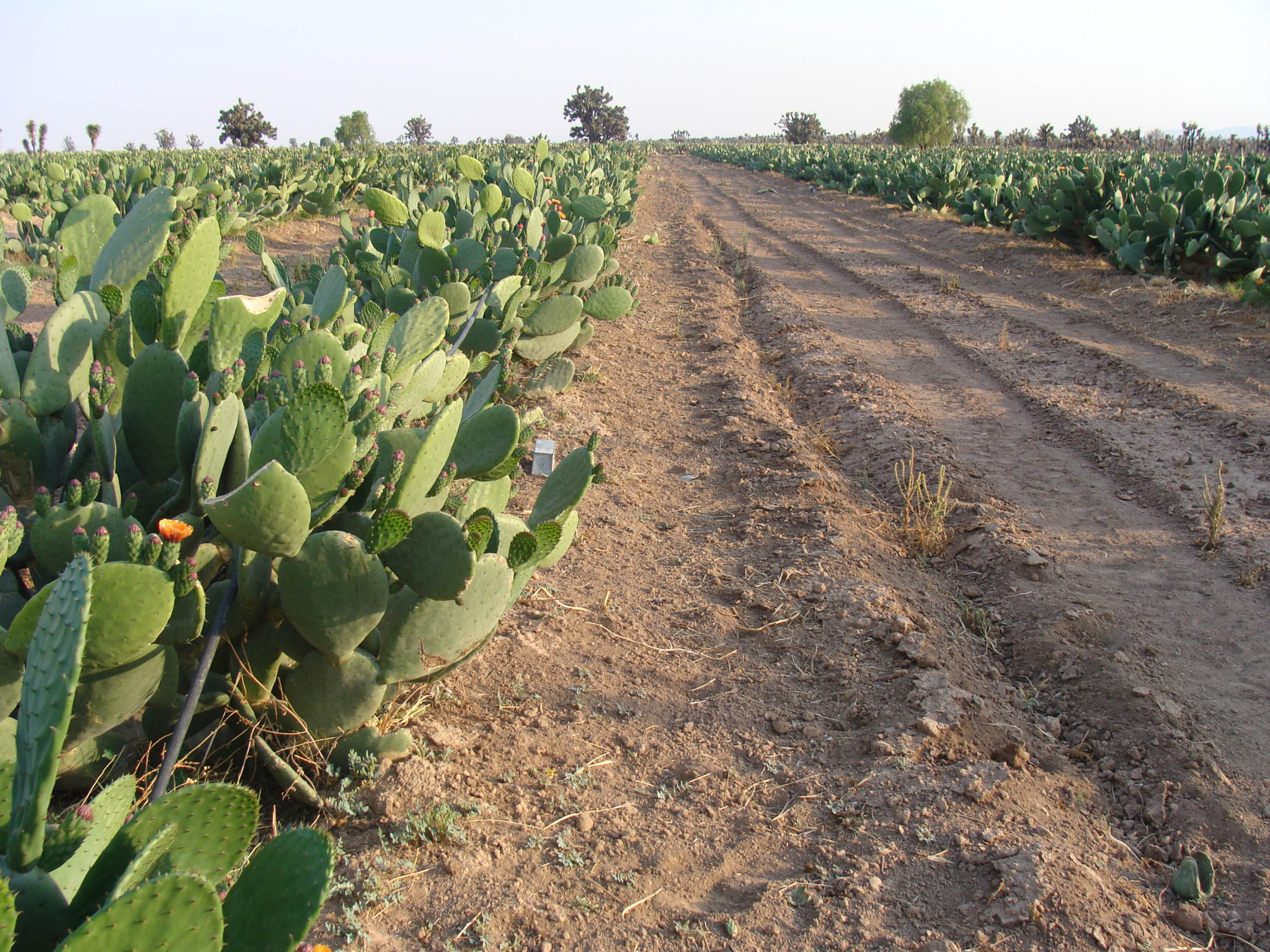 Repunta siembra de nopal en Fresnillo - TierraFértil®