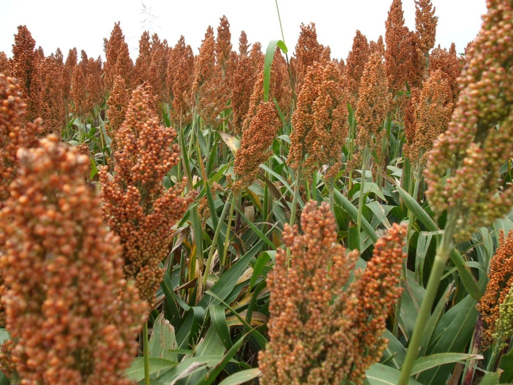 Cosecha de sorgo récord por contrato en Tamaulipas - TierraFértil®