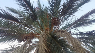 Aumenta el cultivo de dátil en Baja California - TierraFértil®