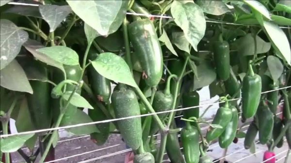 Plagas merman cosecha de jalapeño en Durango - TierraFértil®