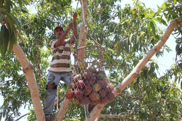 Reactiva el mango economía en el norte de Sinaloa - TierraFértil®