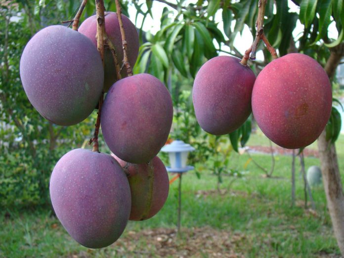 Lluvia merma cosecha de mango en Guerrero - TierraFértil®