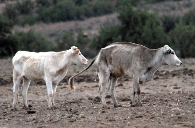 Ganaderos sonorenses enfrentan fuerte sequía - TierraFértil®