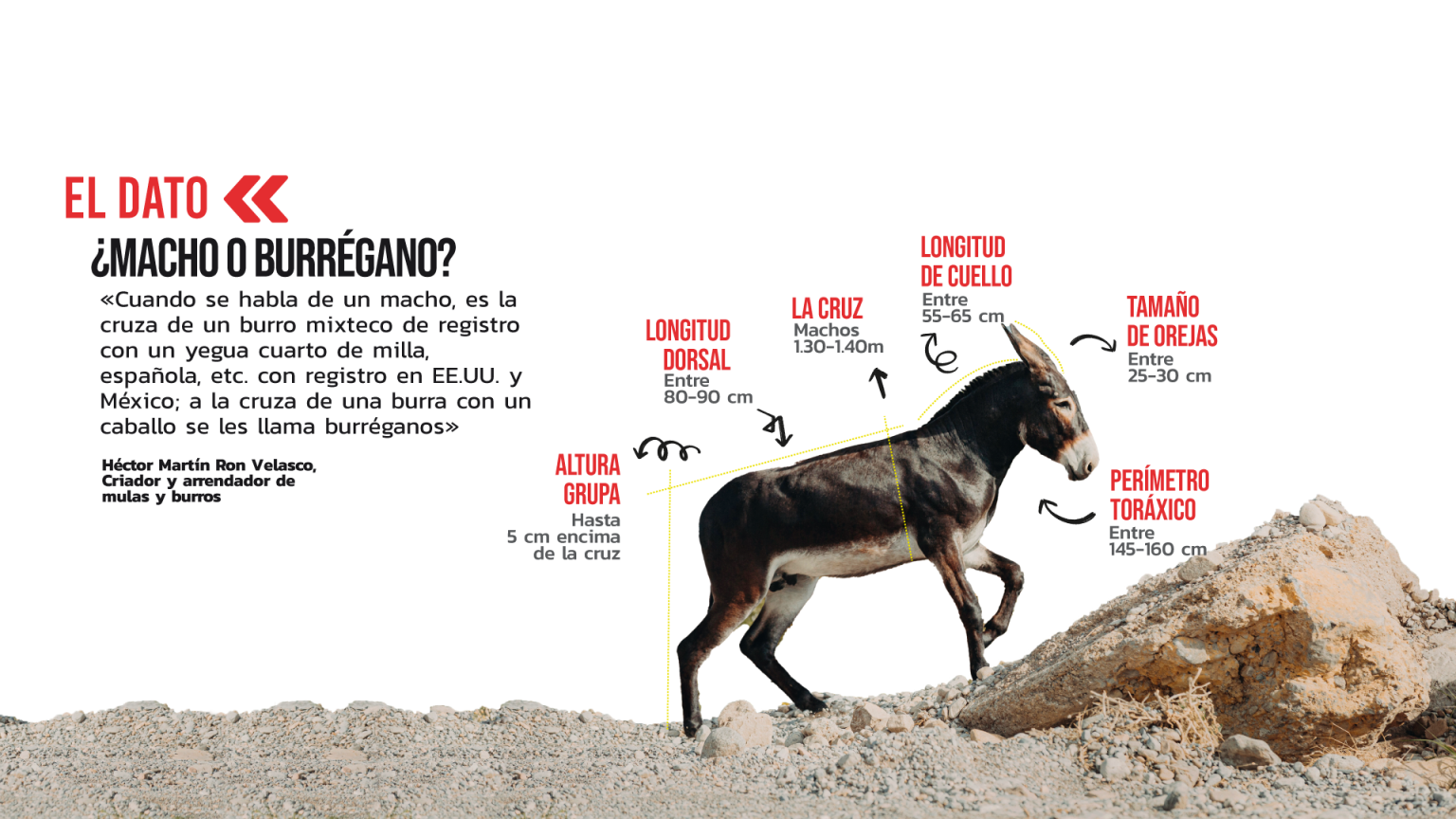 EL FERRARI DE LOS BURROS: LA NUEVA RAZA MIXTECA - TierraFértil®