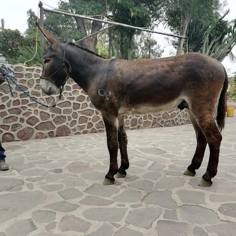 EL FERRARI DE LOS BURROS: LA NUEVA RAZA MIXTECA - TierraFértil®