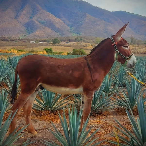 EL FERRARI DE LOS BURROS: LA NUEVA RAZA MIXTECA - TierraFértil®