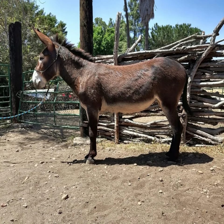 EL FERRARI DE LOS BURROS: LA NUEVA RAZA MIXTECA - TierraFértil®