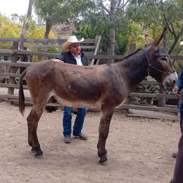 EL FERRARI DE LOS BURROS: LA NUEVA RAZA MIXTECA - TierraFértil®