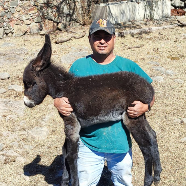 EL FERRARI DE LOS BURROS: LA NUEVA RAZA MIXTECA - TierraFértil®
