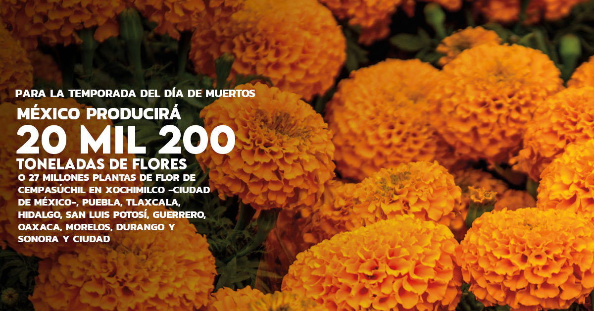 LA LEYENDA DEL CEMPASÚCHIL Y SU ACTUALIDAD EN EL DÍA DE MUERTOS ...
