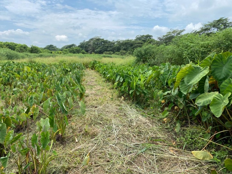 La malanga: un tubérculo que gana adeptos - TierraFértil®