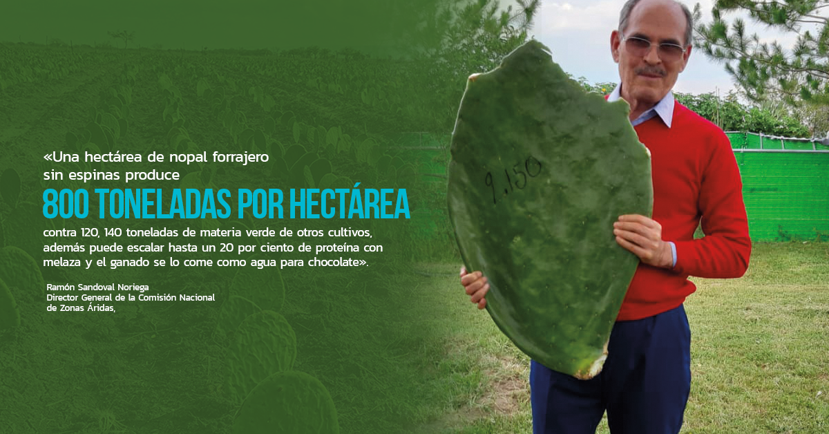 ¿CÓMO SEMBRAR UNA HECTÁREA DE NOPAL FORRAJERO SIN ESPINAS? - TierraFértil®