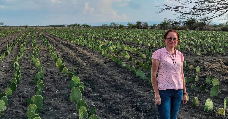 ¿CÓMO SEMBRAR UNA HECTÁREA DE NOPAL FORRAJERO SIN ESPINAS? - TierraFértil®