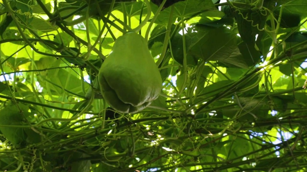 El chayote como alternativa sustentable para pequeños productores ...