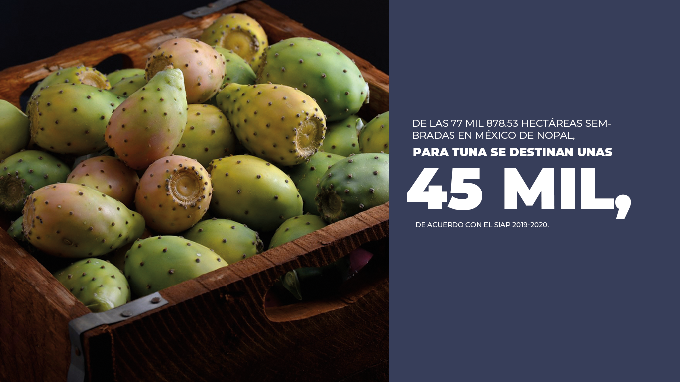 LA NUTRACÉUTICA TUNA Y SU REDESCUBRIMIENTO - TierraFértil®