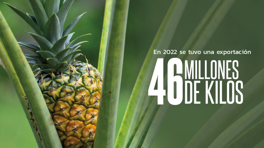 La piña el delicioso fruto paradisíaco - TierraFértil®