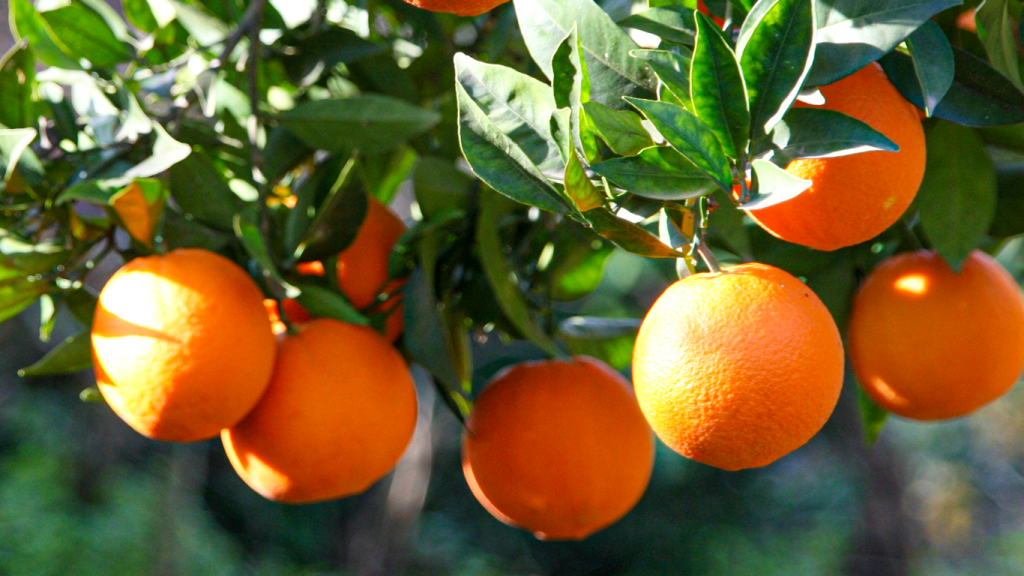 UNA DE LAS MÁS ANTIGUAS Y ACTUALES FRUTAS: LA NARANJA - TierraFértil®