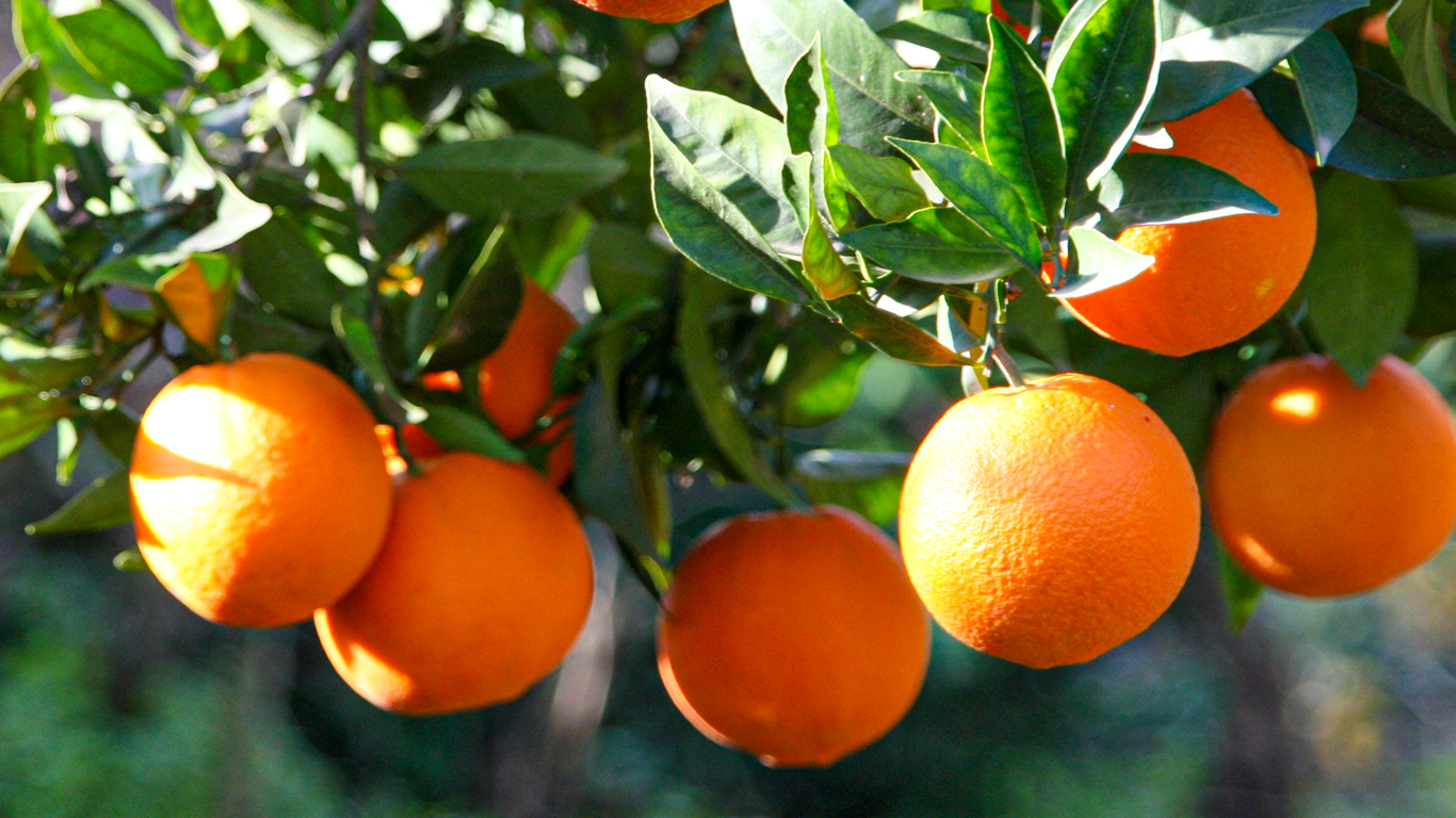 UNA DE LAS MÁS ANTIGUAS Y ACTUALES FRUTAS: LA NARANJA - TierraFértil®