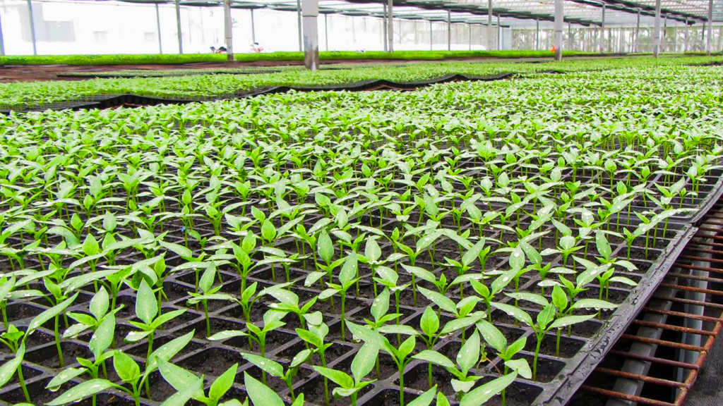 EN AUGE LA CIENCIA DE LAS PLÁNTULAS DE HORTALIZAS - TierraFértil®