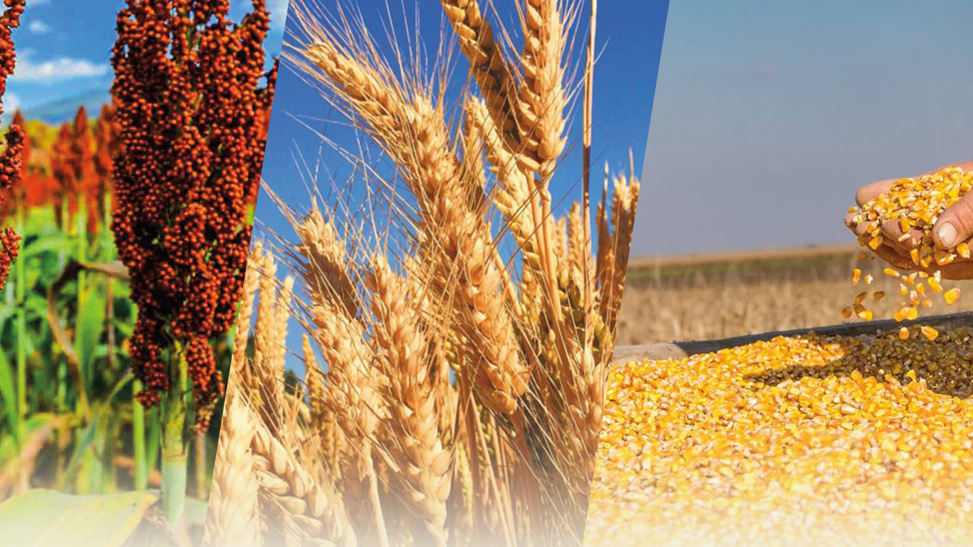 LOS GRANOS BÁSICOS: EL RETO DE HACERLOS NEGOCIO - TierraFértil®