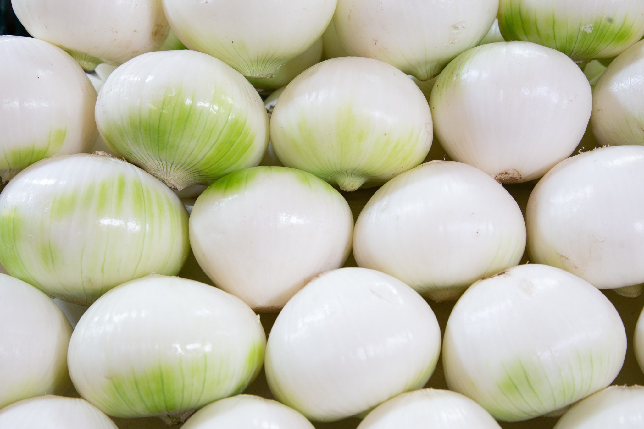 Los colores del campo en las fiestas patrias: chile poblano más cebolla ...