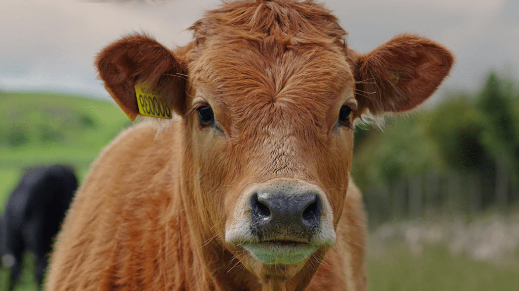 EL GANADO LIMOUSÍN: RAZA DE EXCELENCIA DE LA GANADERÍA - TierraFértil®