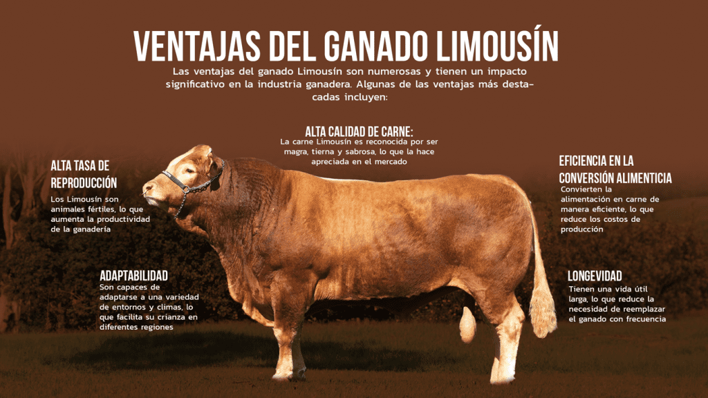 EL GANADO LIMOUSÍN: RAZA DE EXCELENCIA DE LA GANADERÍA - TierraFértil®