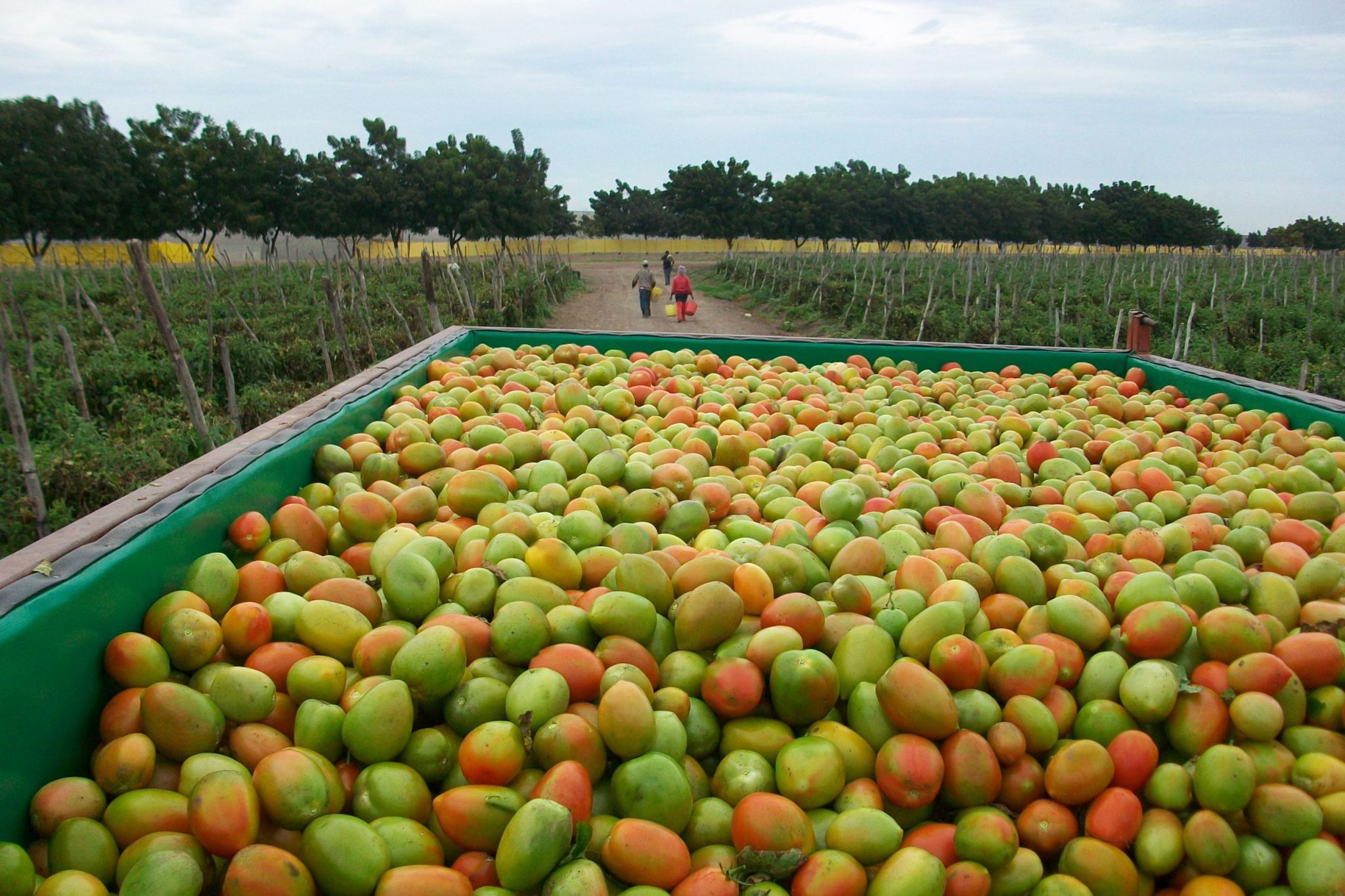 Corte de tomate en México avanza al 33.33% - TierraFértil®