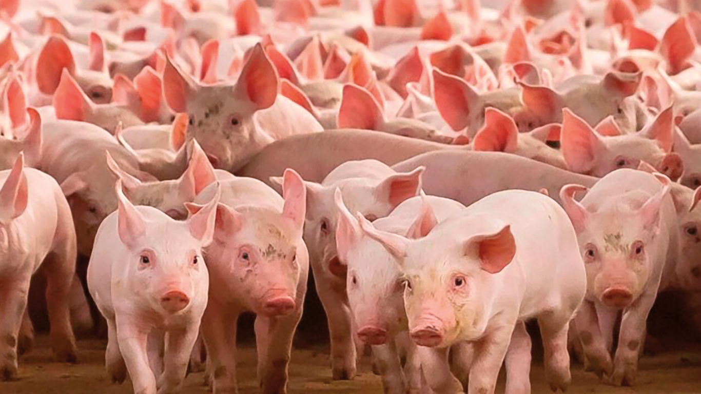 APROVECHAR GAS METANO EN GRANJAS PORCÍCOLAS Vs. CAMBIO CLIMÁTICO ...