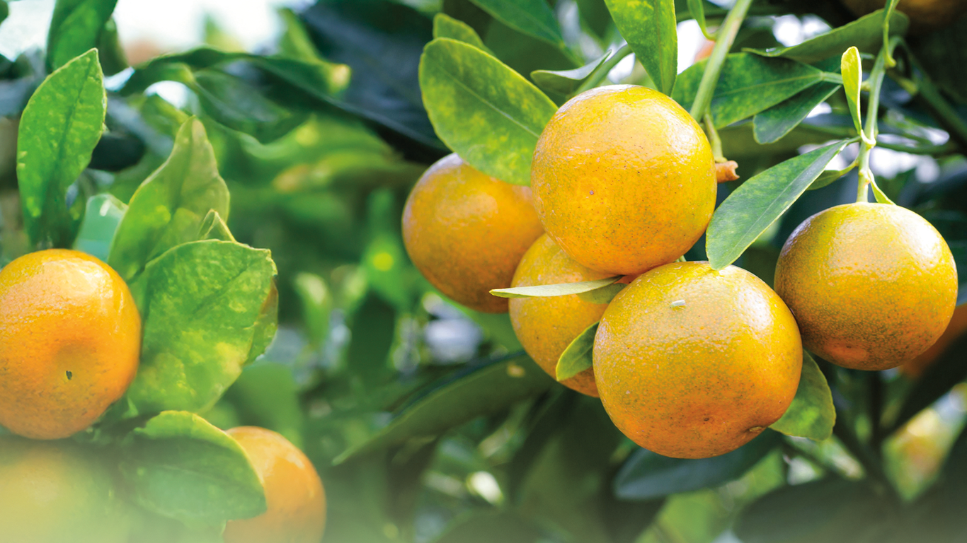 UN SUPERALIMENTO LLAMADO NARANJA - TierraFértil®