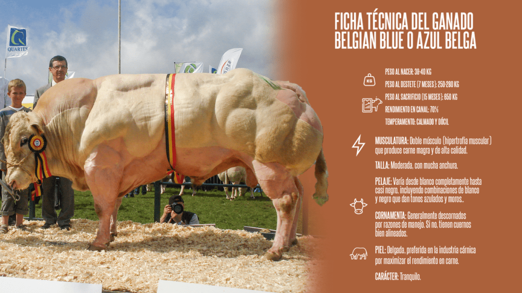 BELGIAN BLUE: LA RAZA DE GANADO QUE REVOLUCIONÓ LA CARNE - TierraFértil®