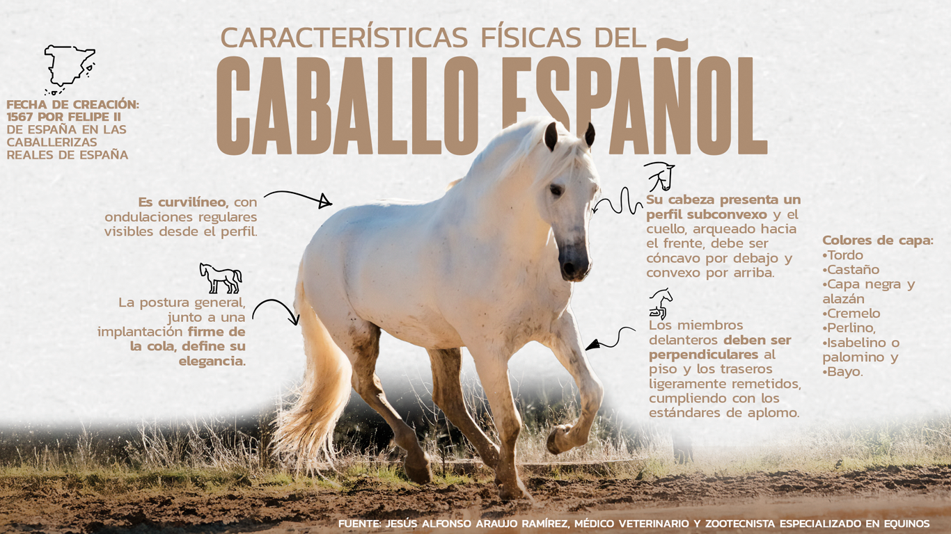 CABALLO ESPAÑOL: EL REY DE LOS EQUINOS - TierraFértil®