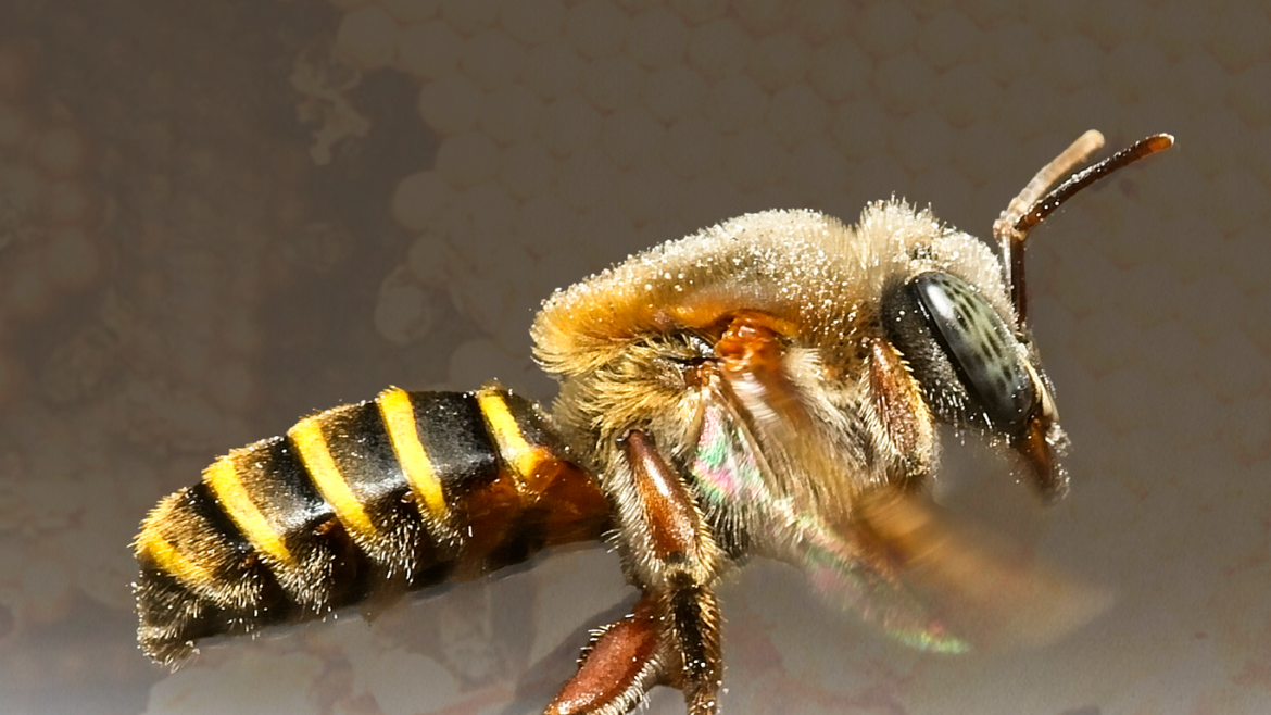Abejas Meliponas La Ancentral Abeja Mexicana Sin AguijÓn Tierrafértil®