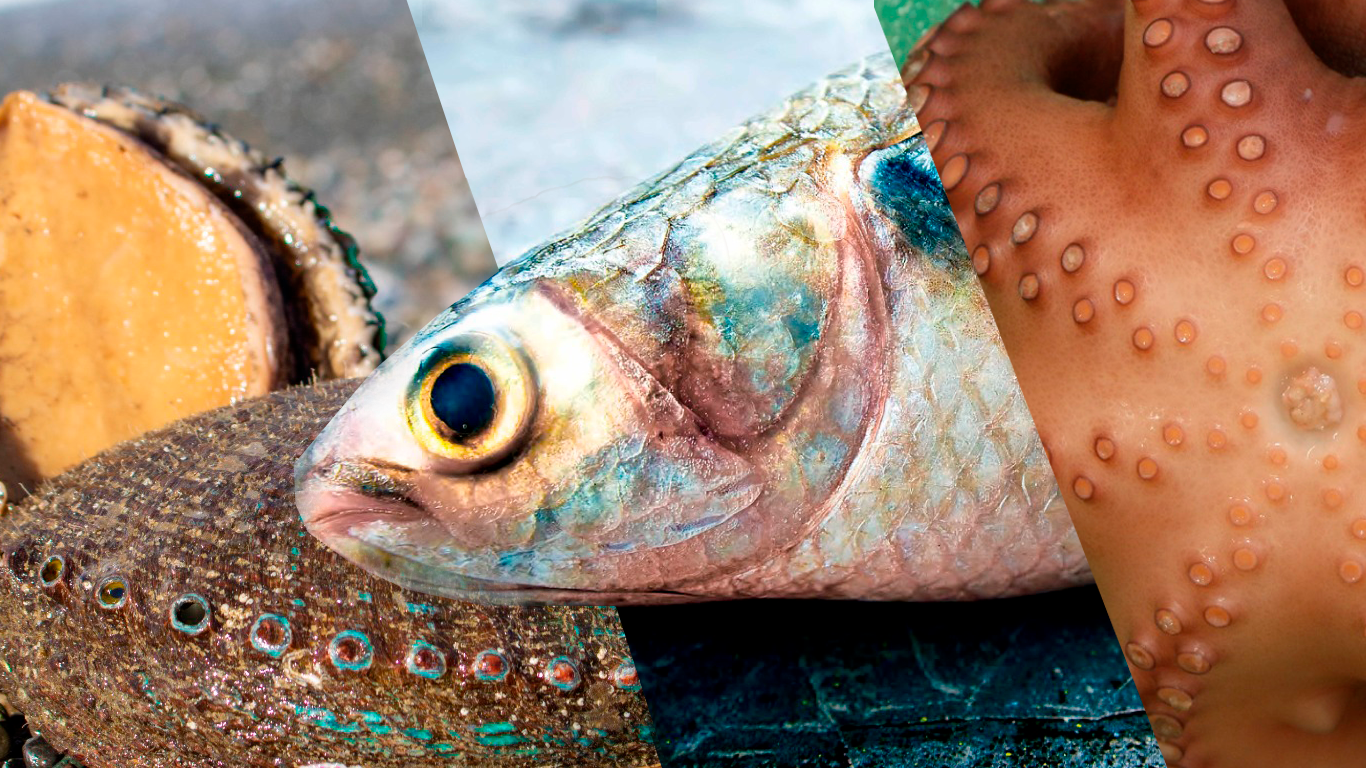 Hay veda de peces y mariscos en septiembre: Sader - TierraFértil®